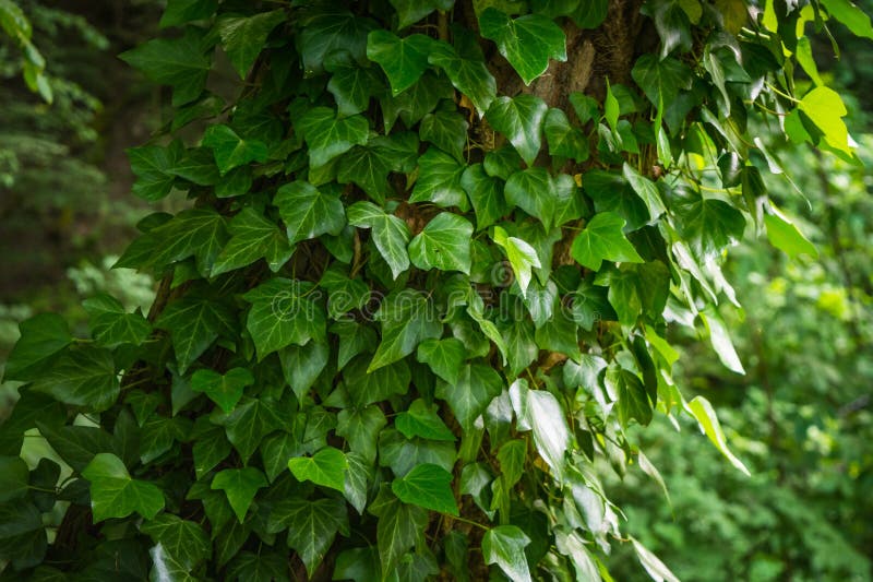 Green Ivy Leaves Around the Tree in the Forest Stock Photo - Image of ...