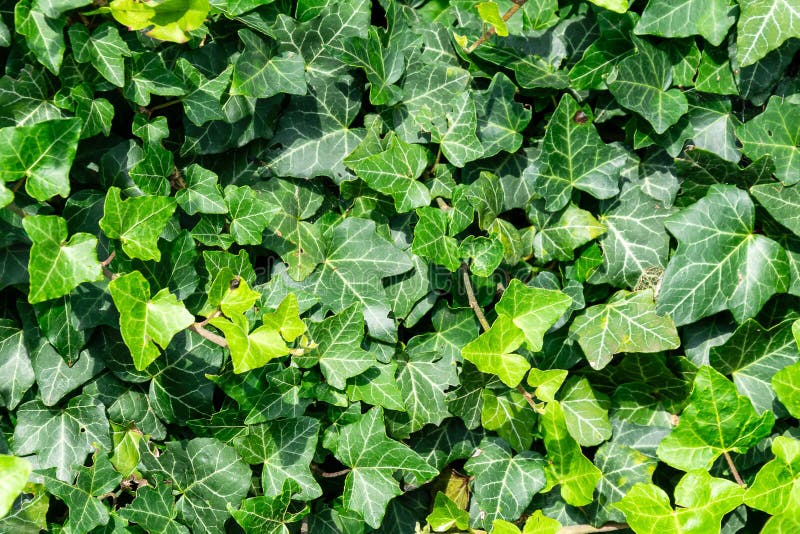 Green Ivy Leaves. Background or Texture Stock Image - Image of leafy ...