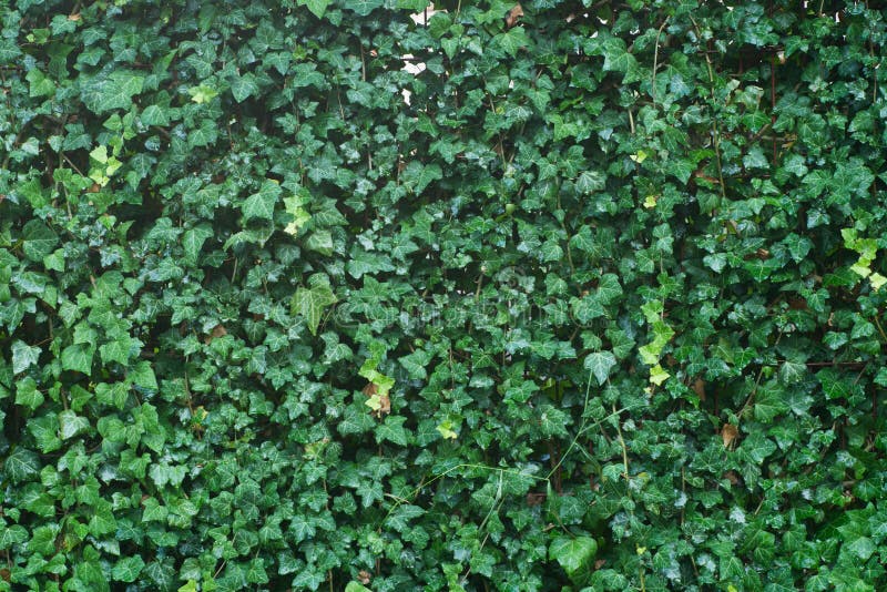 Green Ivy Leaves Background Stock Photo - Image of backdrop, floral ...