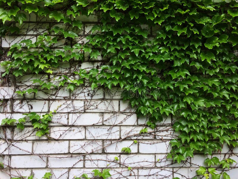Green Ivy Leaves. Textural Floral Background of Young Leaves Stock ... Green Ivy Leaves. Textural Floral Background of Young Leaves Stock ...
