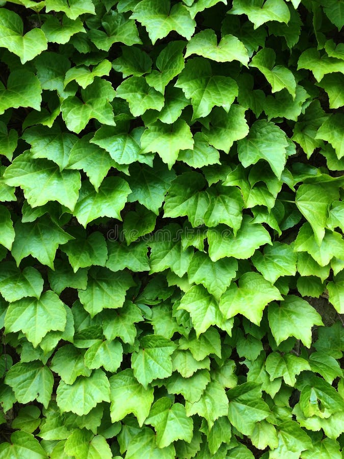 Green Ivy Leaves. Textural Floral Background of Young Leaves Stock ...