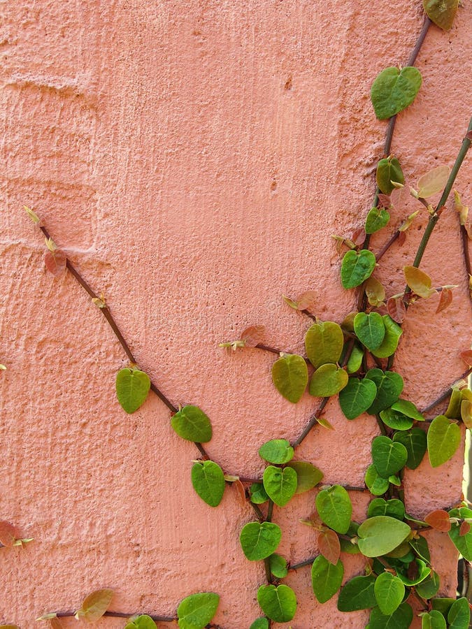 Green Ivy on Pink Wall Texture Background Stock Image - Image of botany ...