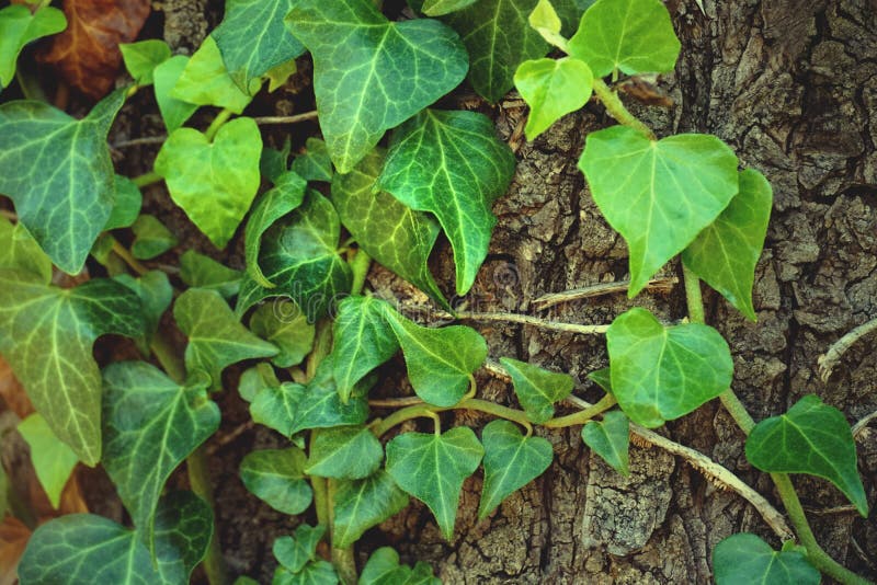 A Green Ivy Plant Wrapped Around the Bark of a Tree Stock Image - Image ...