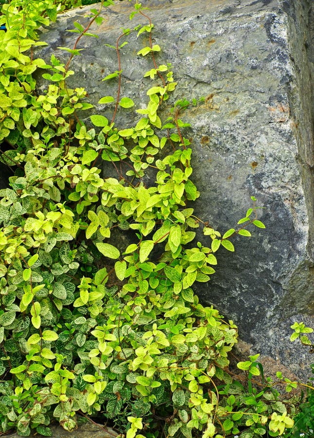 Green ivy on a stone rock. stock photo. Image of nature - 32016818