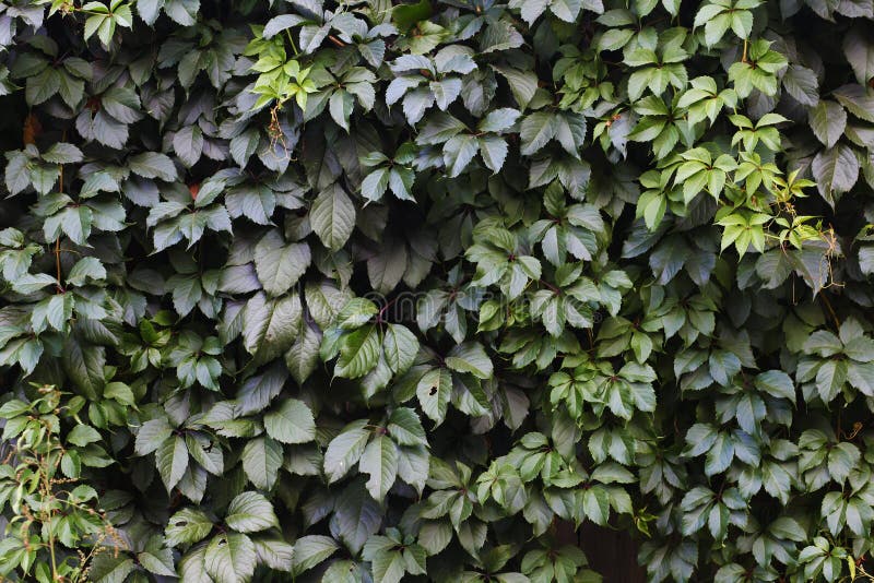 Green ivy texture stock image. Image of green, surface - 44774955
