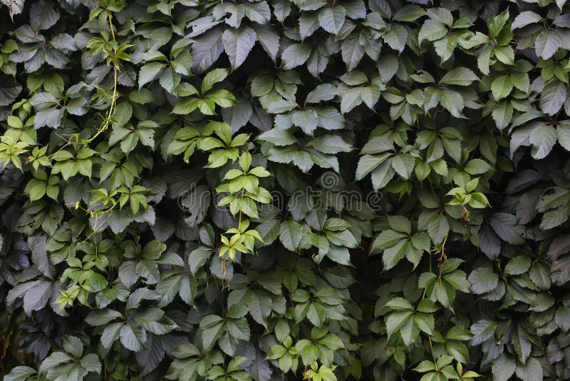Green ivy texture stock photo. Image of tree, shrub, groundcover - 44775012