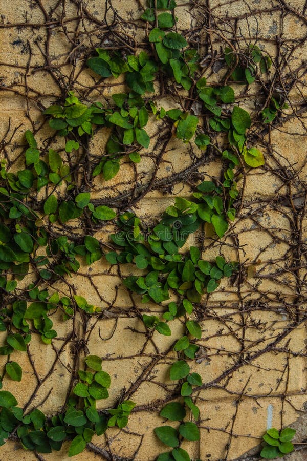 Green ivy vetical stock image. Image of foliage, environment - 50942637
