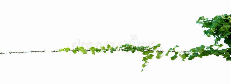 Green Ivy on the Barbed Wire Stock Photo - Image of plant, background ...