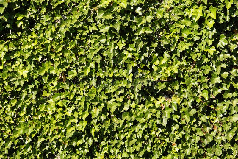 Green Ivy Wall Background Wallpaper Texture Stock Image - Image of wall ...