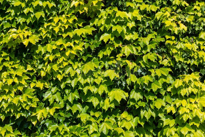 Green Ivy wall background stock image. Image of plant - 186558643