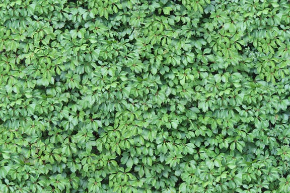 Green Ivy Wall Texture Stock Illustrations – 924 Green Ivy Wall Texture ...