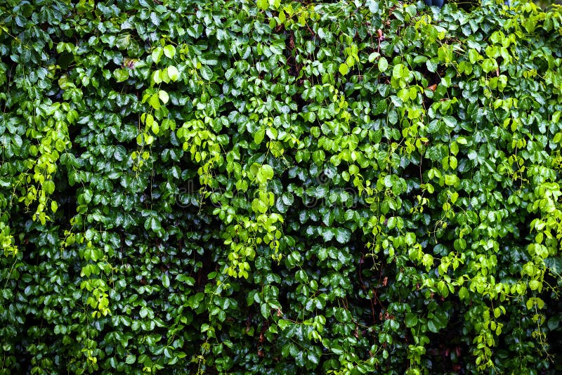 Green ivy wall texture stock image. Image of ecology - 92791659