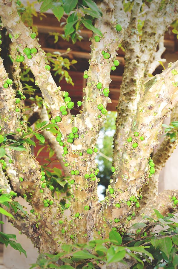 Green Jaboticaba Fruits on a Jaboticabeira Tree Stock Photo - Image of ...