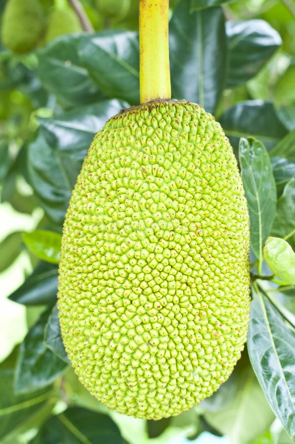 Green jackfruit stock photo. Image of delicious, jackfruit - 26433098
