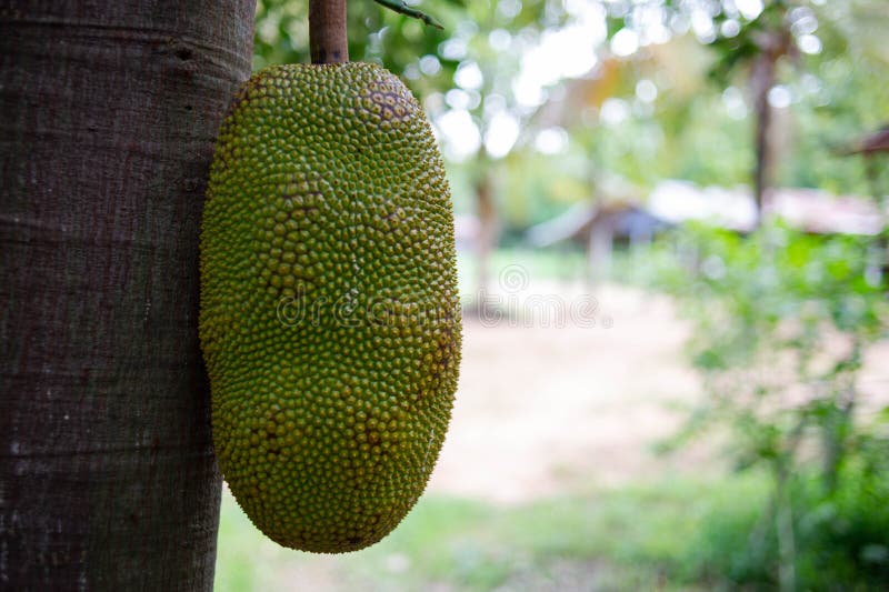 Green jackfruit stock photo. Image of life, fresh, food - 186776268