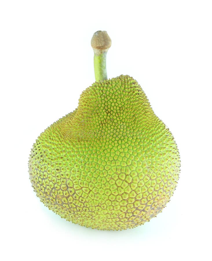 Green jackfruit stock image. Image of colour, indigenous - 30519691