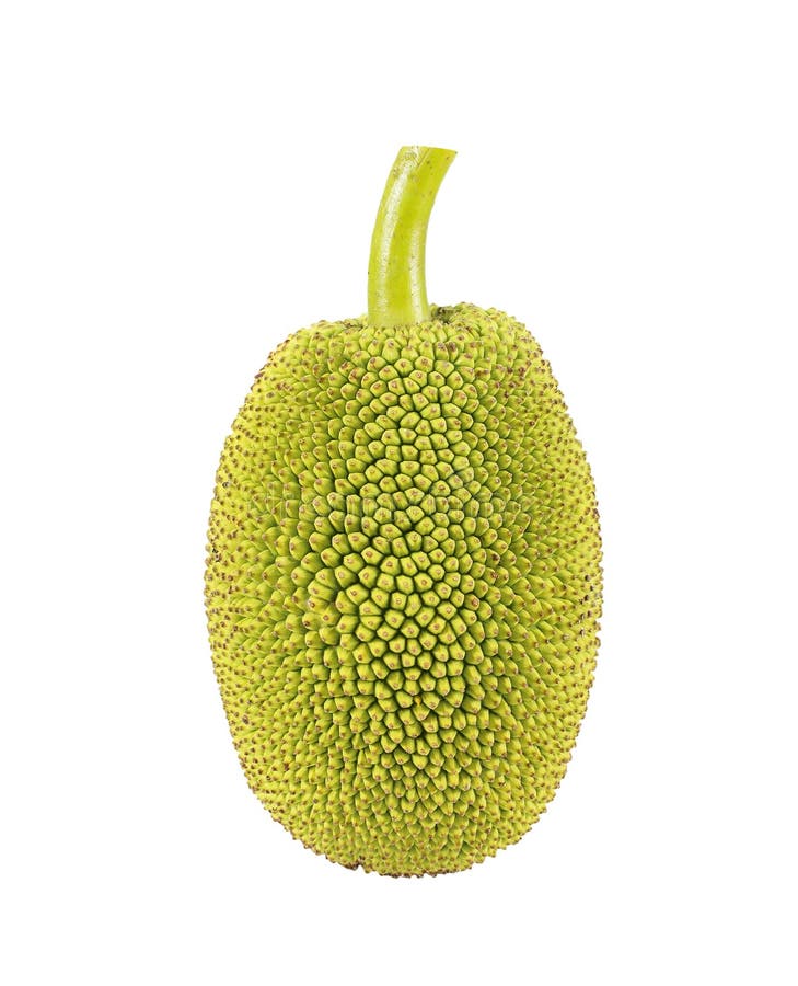 Green Jackfruit Isolated on White Stock Image - Image of bright ...