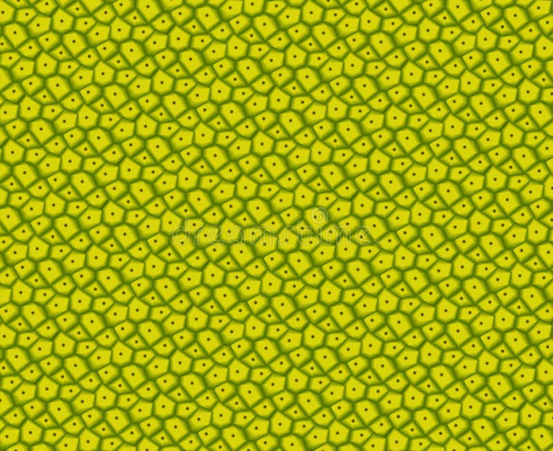 Green Jackfruit Peel Texture, Vector Stock Vector - Illustration of ...