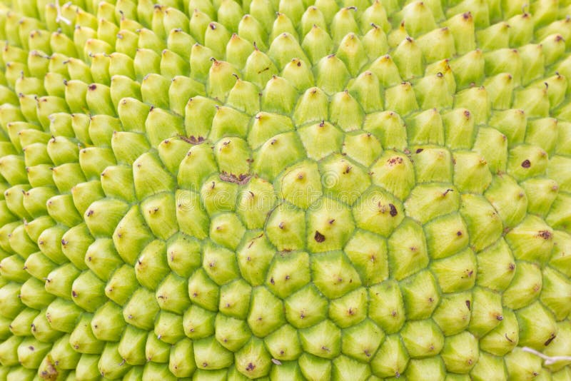 Jackfruit skin texture stock photo. Image of fruit, vegetation - 2498768