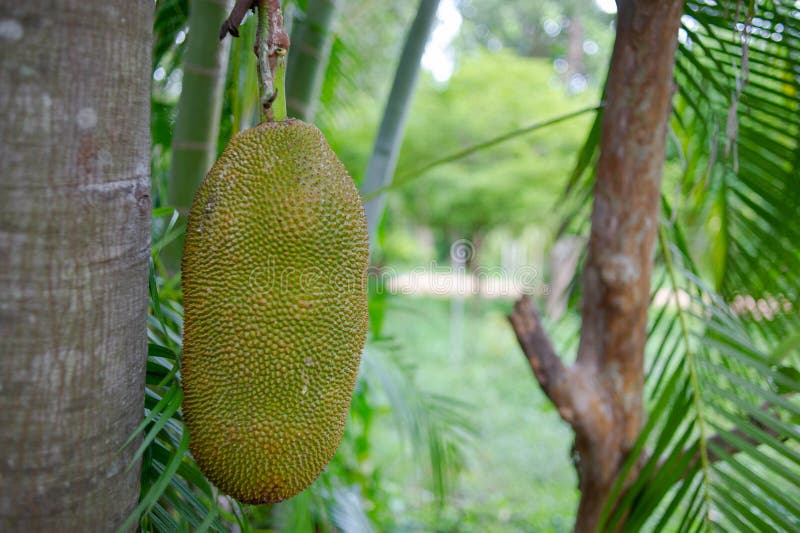 Green jackfruit stock photo. Image of gourmet, jack - 186776270