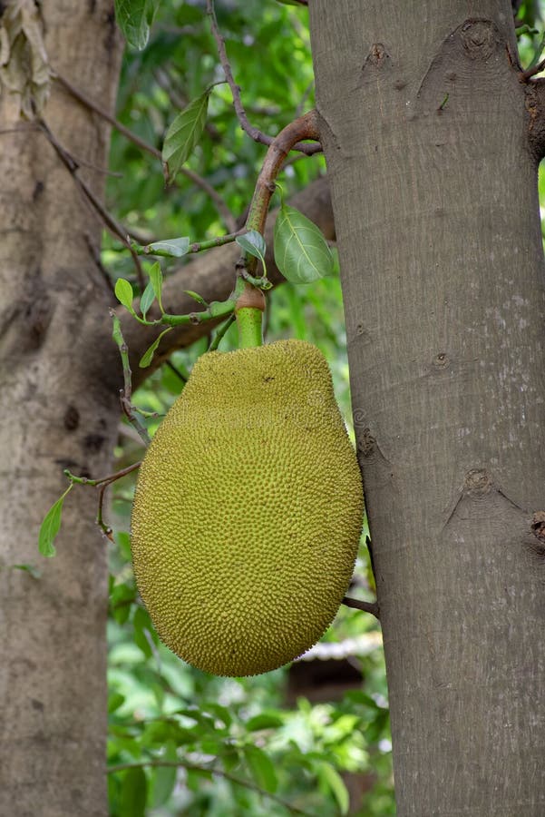 Green Jackfruit on the Tree Stock Photo - Image of diet, sweet: 275267746