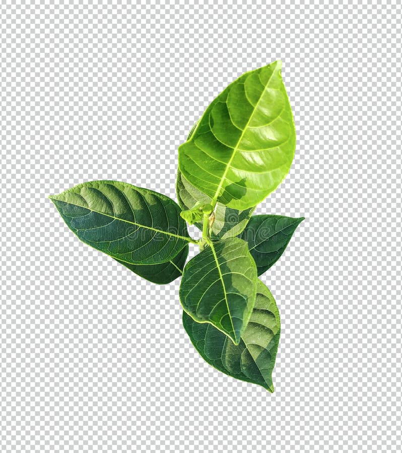 A Green Jackfruit Tree Leaf Branch on a Png Transparent Background ...