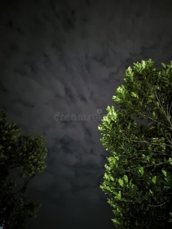 Green Jackfruit Tree in Night Stock Photo - Image of jackfruit, home ...