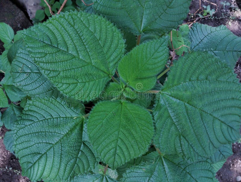 Jalatang Leaf Stock Photos - Free & Royalty-Free Stock Photos from ...