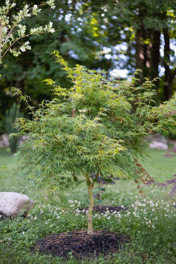 Green Japanese Maple Tree in the Park Stock Image - Image of foliage ...