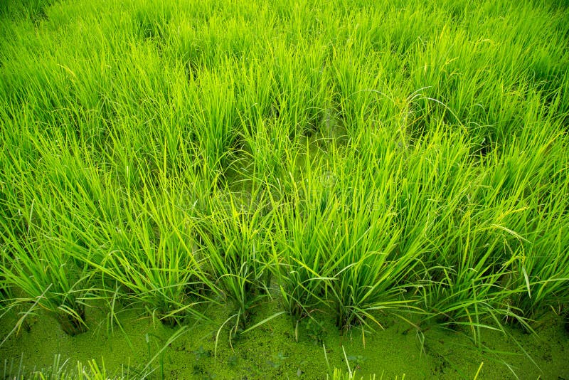 Green Jasmine Rice Field in Thailand. Stock Photo - Image of scenic ...