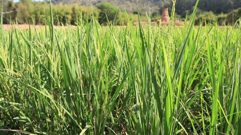 Green Jasmine rice plants stock video. Video of farmer - 90356201