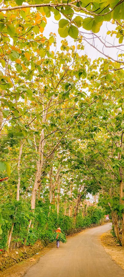 Green Java Indonesia Wonderful Stock Photo - Image of sunlight, grove ...