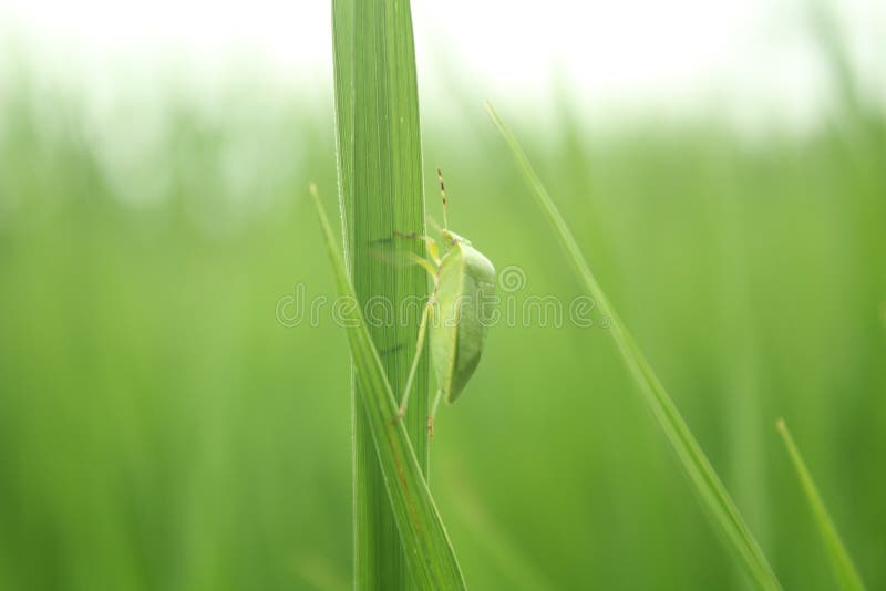 Javelin Insect Stock Photos - Free & Royalty-Free Stock Photos from ...