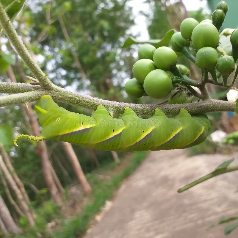 Green Jedhung Caterpillar on a Leunca Tree. Stock Image - Image of ...