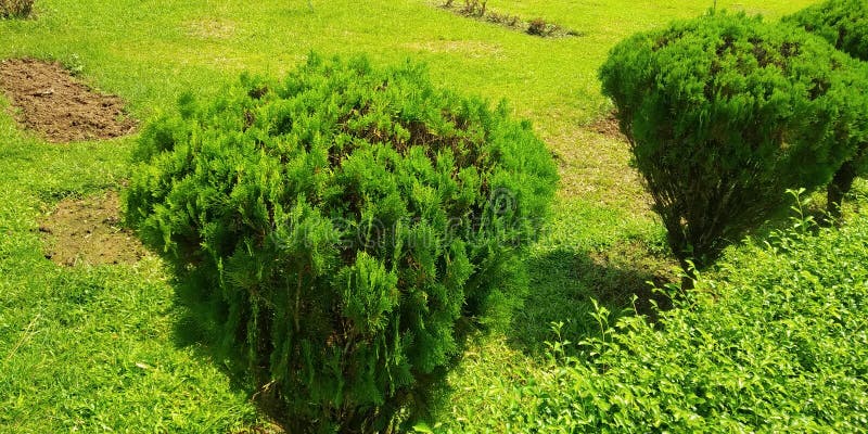 Green Jhau Tree on the Garden Stock Image - Image of garden, gardens ...