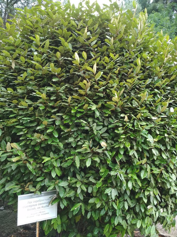 Green tree stock image. Image of green, scrub, nature - 152009257