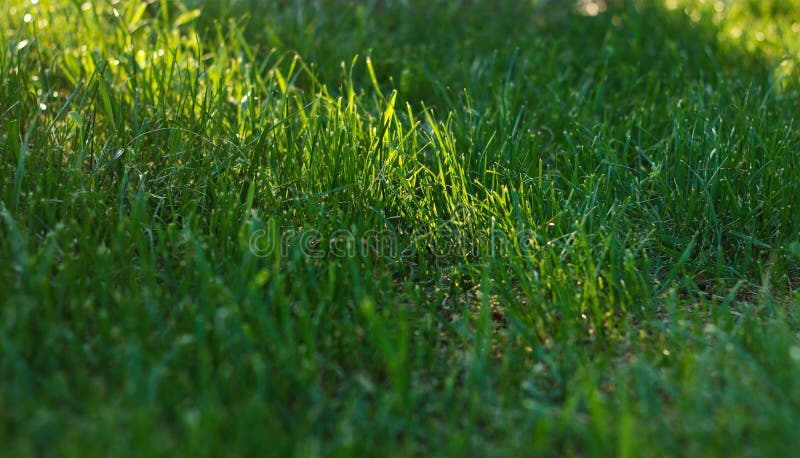 Thick Green Juicy Grass Grows Spring on Lawn Stock Image - Image of ...