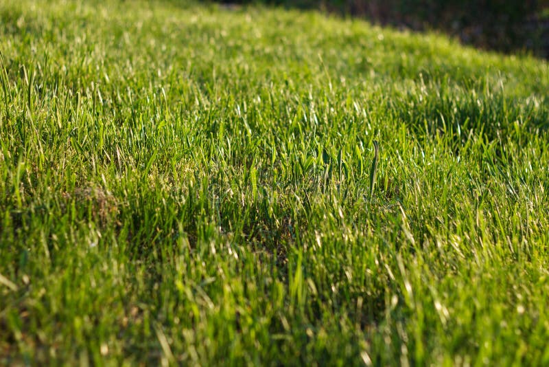 Thick Green Juicy Grass Grows Spring on Lawn Stock Image - Image of ...