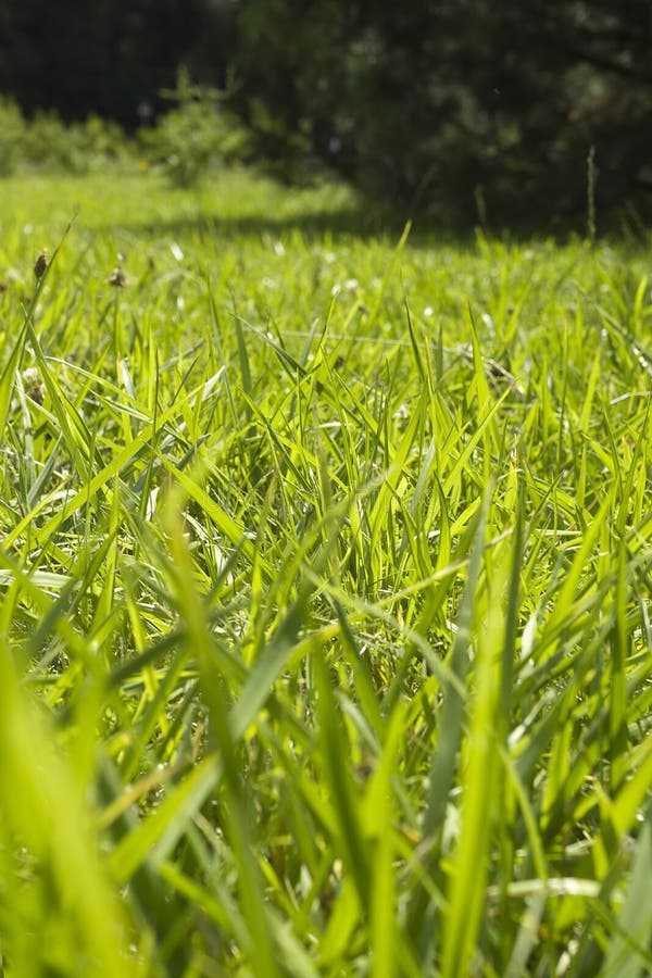 Green juicy grass stock image. Image of nature, horizontal - 57974049