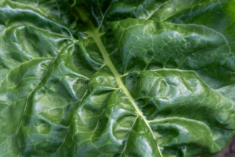 Green Juicy Leaf of Fodder Beet Close-up Stock Photo - Image of organic ...