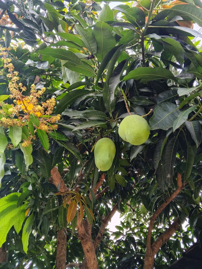 Green Juicy Mango Tree at the Complex Stock Photo - Image of nature, mango: 384151596