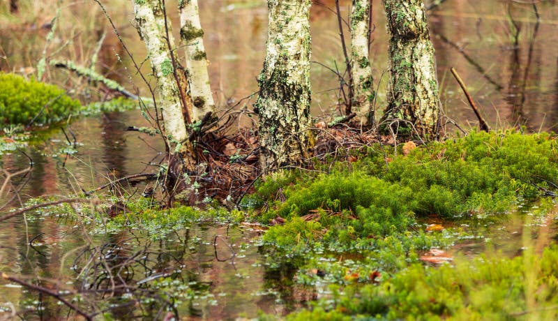 Green Juicy Moss in a Swamp among the Roots of Birches Stock Image ...