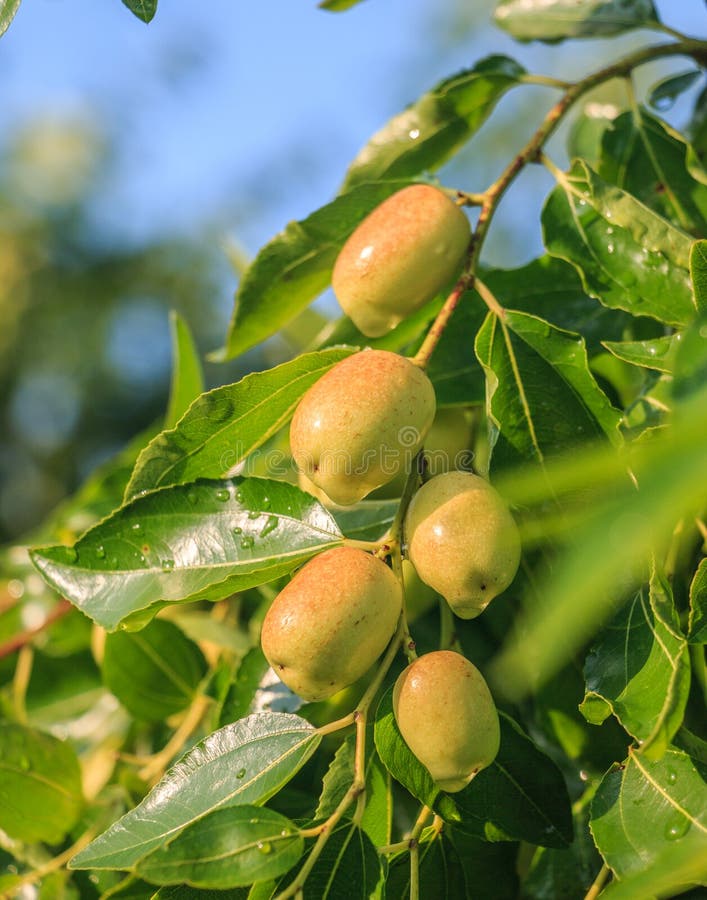 Green Jujube Tree stock image. Image of asian, light - 100163035