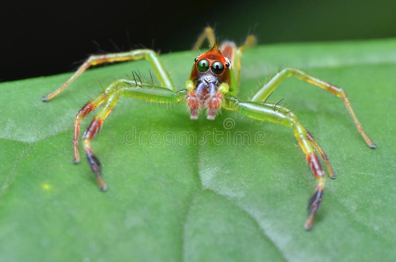 Epeus Sp Stock Photos - Free & Royalty-Free Stock Photos from Dreamstime