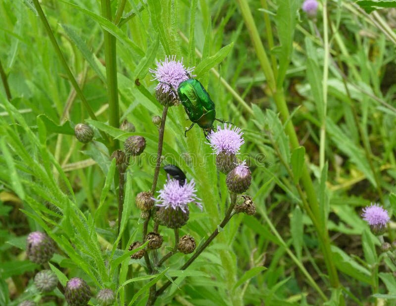 Green june beetle stock image. Image of shallow, wild - 96148627