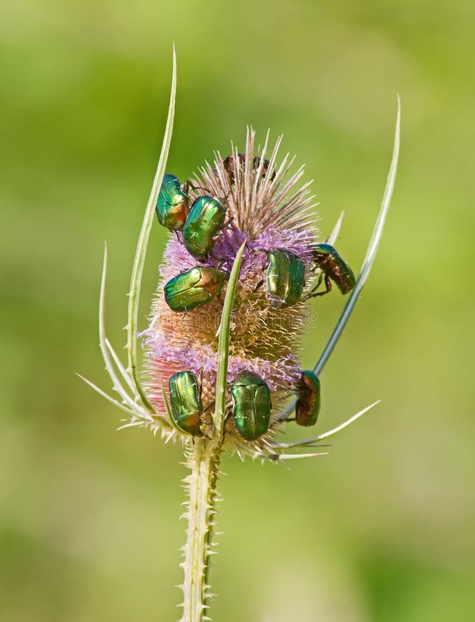 Green June Bugs stock image. Image of nature, insect - 32786729
