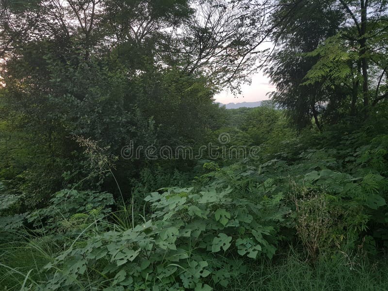Green jungle area best stock image. Image of forest - 255413925