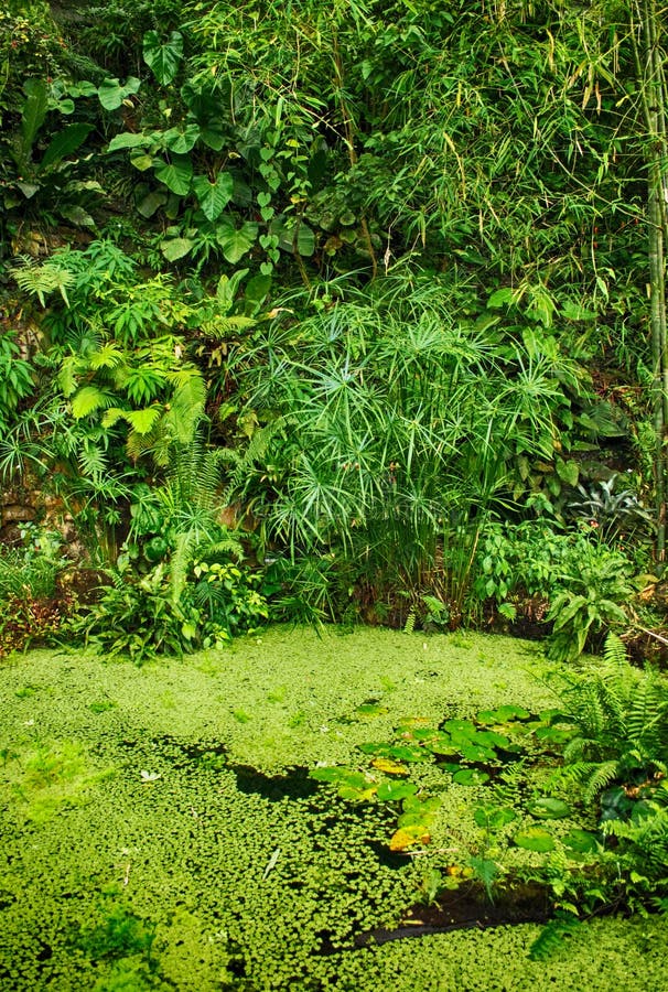Green jungle background stock image. Image of foliage - 88019655