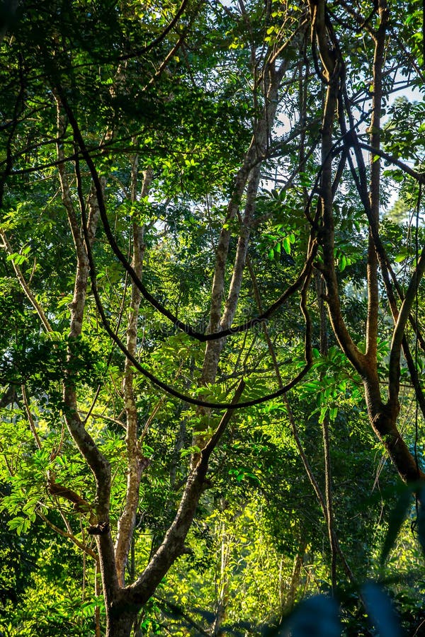 Jungle vines complexity stock image. Image of natural - 15447115