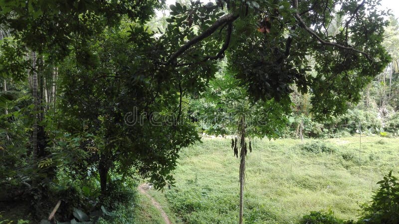 Green jungle stock photo. Image of jungle, green, tree - 96311826
